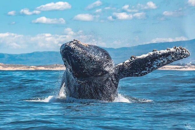 3-Hour Whale Watching Tour from Monterey - Authentic Encounters and Real Impressions