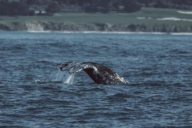 3-Hour Whale Watching Tour from Monterey - The Cost and Value