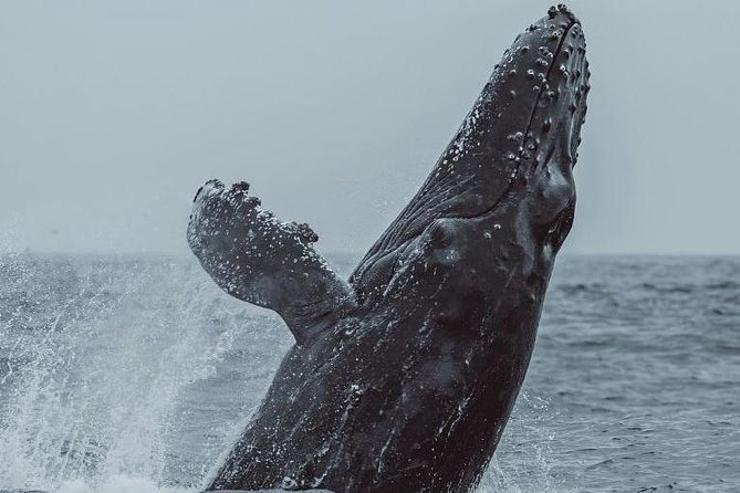 3-Hour Whale Watching Tour from Monterey - Practical Details and Considerations