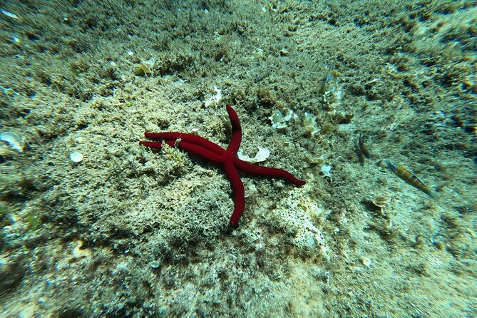 3 Hours Activities Snorkeling Villasimius Isle of Cabbage - Final Thoughts: Is It Worth It?