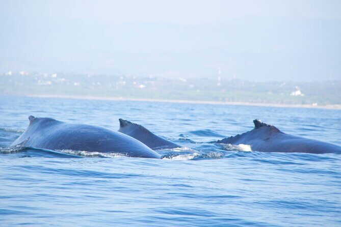 3-Hours Dolphin and Turtle Watching in Puerto Escondido - Discover the Wonders of Marine Life with a 3-Hour Dolphin and Turtle Watching Tour in Puerto Escondido