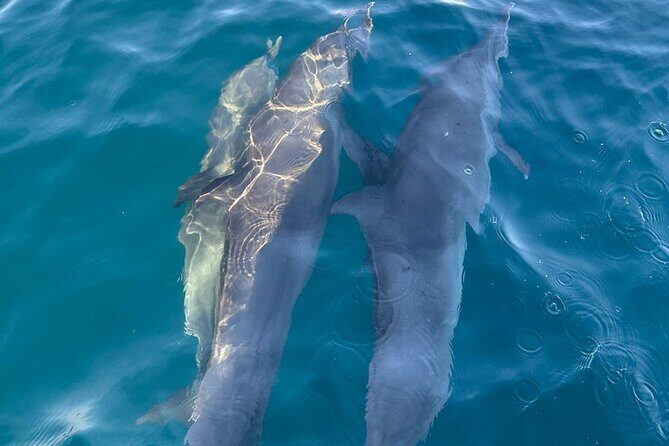 3-Hours Dolphin and Turtle Watching in Puerto Escondido - Key Points