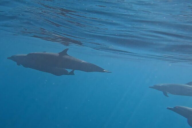 3-Hours Dolphin and Turtle Watching in Puerto Escondido - Who Will Enjoy This Tour?