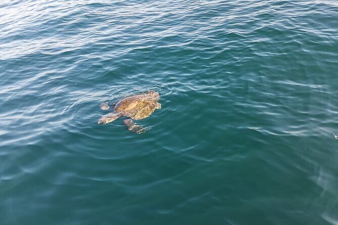3-Hours Dolphin and Turtle Watching in Puerto Escondido - Final Thoughts: Is It Worth It?