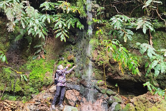 3 Hours Guided Forest Bathing Hike in Portugal - The Guided Walk: What to Expect