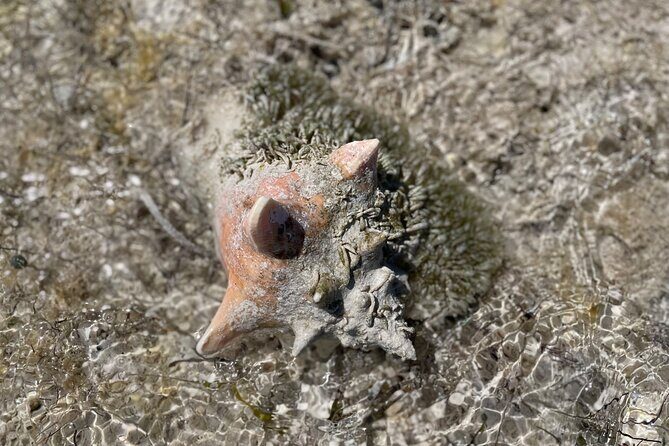 3 Hours Guided Great Exuma ATV Tour - Practical Details and Tips
