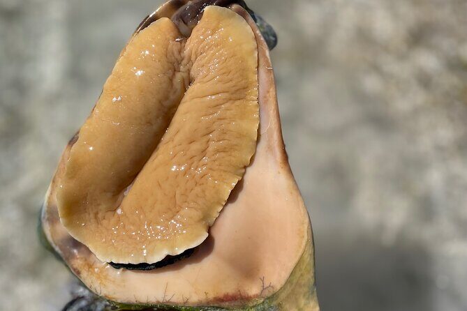 3 Hours Guided Great Exuma ATV Tour - Final Thoughts: Is It Worth It?