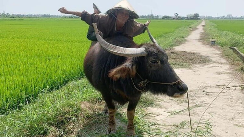 3 Hours Hoi An Countryside Bicycle Tour - The Itinerary in Detail