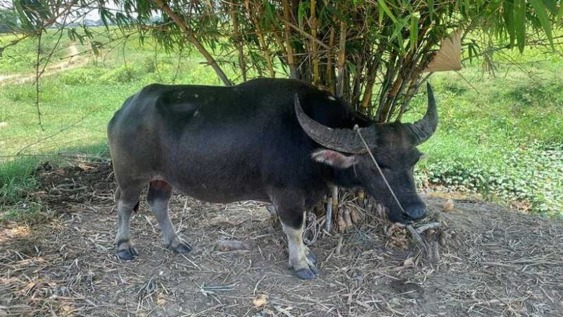 3 hours Hoi An Countryside Motorbike Tour - The Value of the Experience