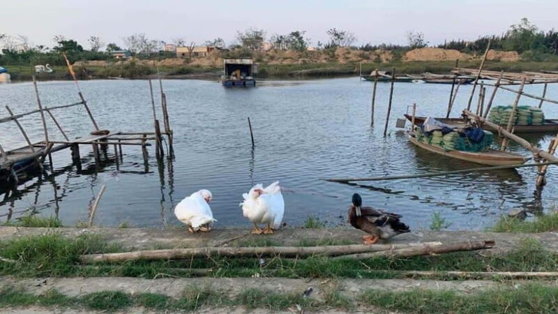 3 hours Hoi An Countryside Motorbike Tour - The Sum Up
