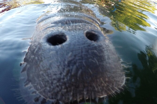 3 hours Manatee Swim Tour in Florida - Practical Details: Booking, Pricing, and Tips