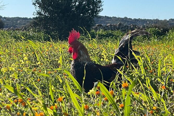 3 Hours Private Course Traditional Apulian Cuisine - Hands-on - Who Will Love This Experience?