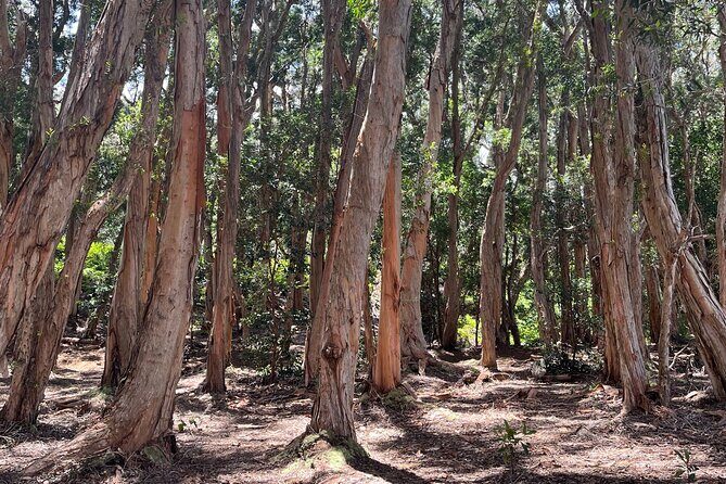 3 Hours Private Hiking and Bushwalking in the Aiea Loop Trail - What to Expect from the Aiea Loop Trail Hike
