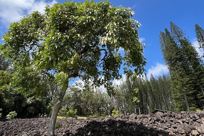 3 Hours Private Hiking and Bushwalking in the Aiea Loop Trail - Frequently Asked Questions