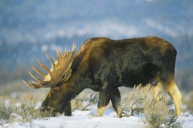 3-Hours Private Tour Grand Teton National Park & Jackson Hole - Discovering the Wildlife of Grand Teton and Jackson Hole