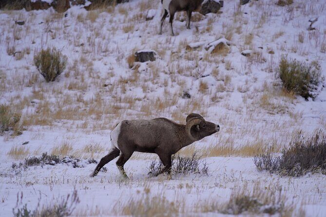 3-Hours Private Tour Grand Teton National Park & Jackson Hole - Analyzing the Price and Value