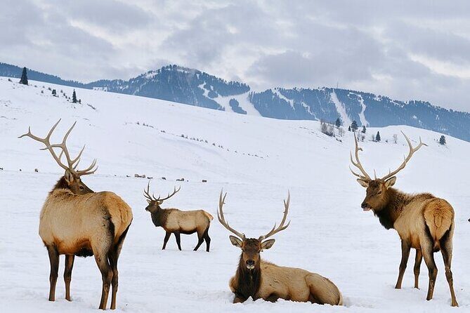 3-Hours Private Tour Grand Teton National Park & Jackson Hole - Practical Tips for Travelers