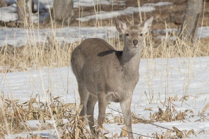 3 Hours Snowshoe Hike to Furepe Fall and Wildlife Watching - Wildlife Encounters in Shiretoko