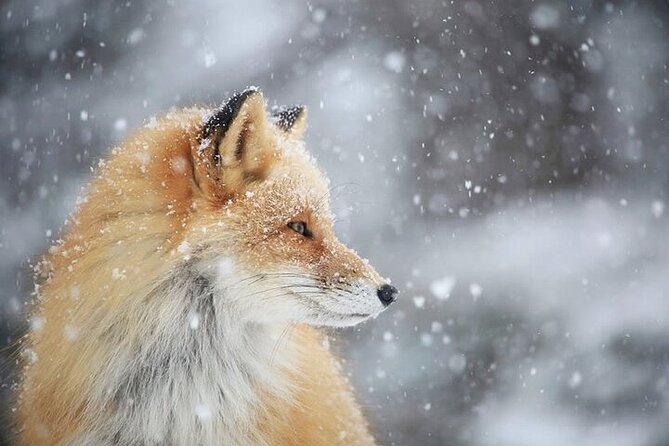 3 Hours Snowshoe Hike to Furepe Fall and Wildlife Watching - Gear and Clothing Recommendations