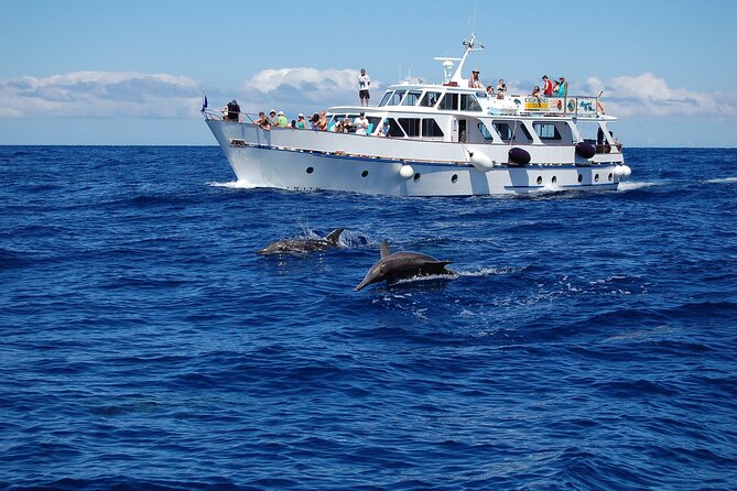3 hrs Boat Excursion for whale watching from Valle GR (La Gomera) - The Experience from the Reviews