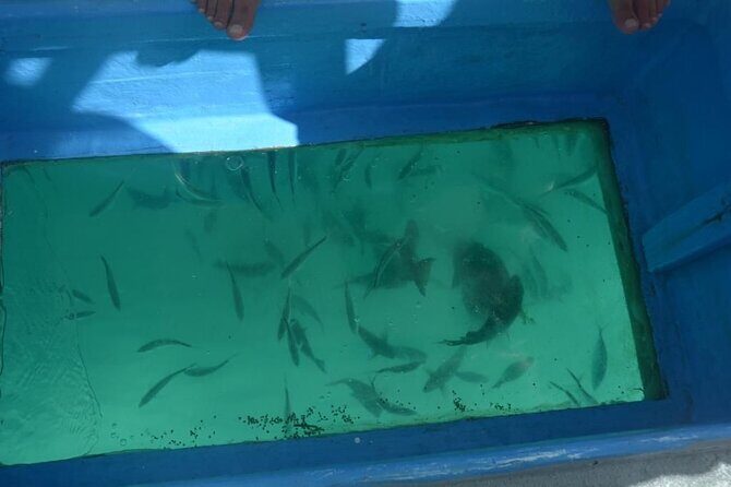 3 hrs Glass Boat Tour in Punta Cana - An In-Depth Look at the Experience