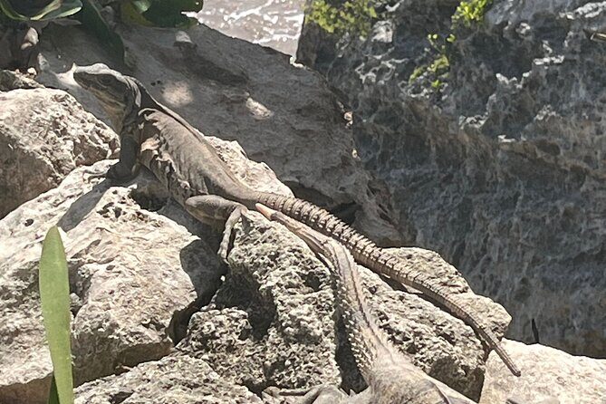 3 in 1 Experience in Tulum - Transportation and Timing