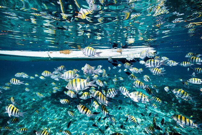 3 in 1 Snorkeling, Parasailing, with Turtle - Practical Details and Considerations