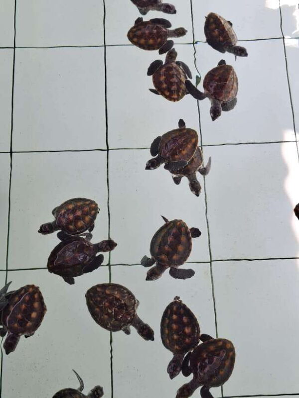 3 islands snorkeling & turtle sanctuary Gopro included - A Comprehensive Look at the Gili Islands Snorkeling Tour