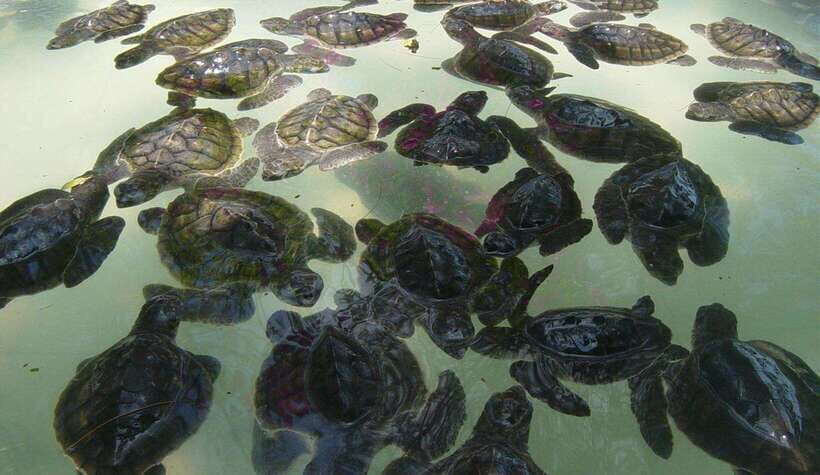 3 Islands Snorkeling with Glass Bottom Boat & GOPRO SHOOT - Key Points
