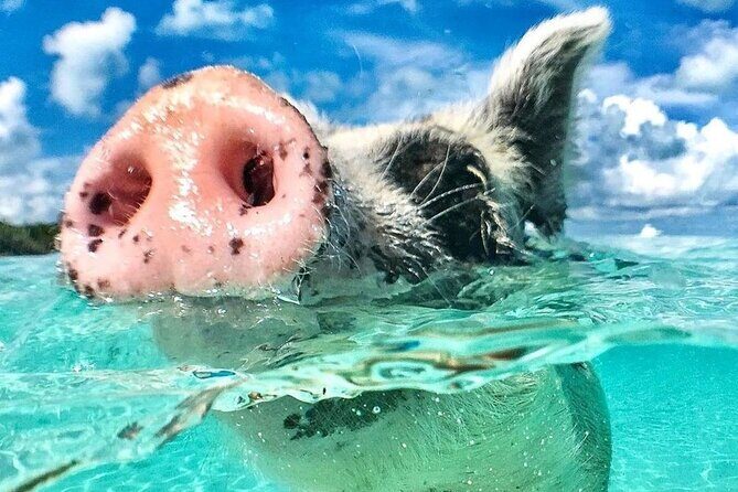 3 Islands Tour, Swim with Pigs, Turtles, Snorkelling & lunch - Introduction
