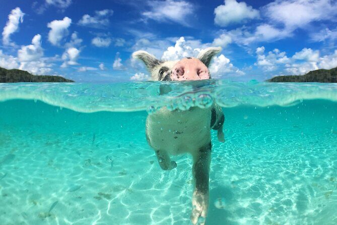 3 Islands Tour, Swim with Pigs, Turtles, Snorkelling & lunch - Who Should Consider This Tour?