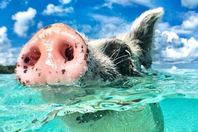 3 Islands Tour, Swim with Pigs, Turtles, Snorkelling & lunch - The Sum Up