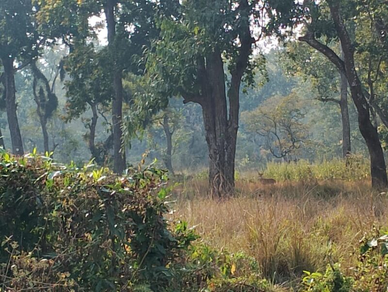 3 Nights 4 Days Chitwan National Park with Tower Night Stay - Practical Details