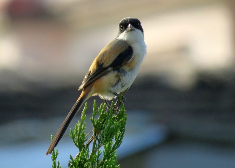 3 Nights 4 Days Chitwan National Park with Tower Night Stay - A Detailed Look at the Itinerary