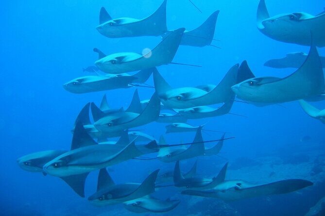 3 Tank Combo Cabo Reserve & Corridor, Certified Divers with MANTA - The Sum Up