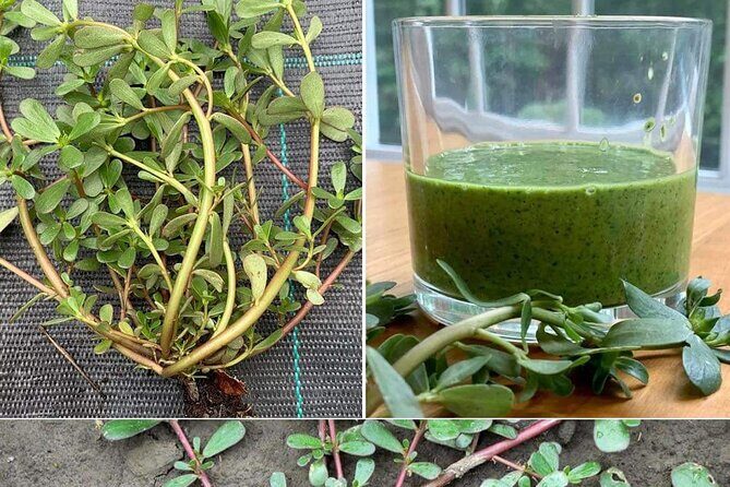 3 to 5 Hour Private Herbal Tour Shopping and Dinner at Ricks Cafe - An In-Depth Look at the Tour Itinerary