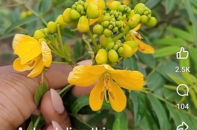 3 to 5 Hour Private Herbal Tour Shopping and Dinner at Ricks Cafe - Who Is This Tour Best For?