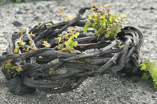 3 Wineries Wine Tasting & Greek Meal -Food and Wine Pairing - Meeting and Pickup