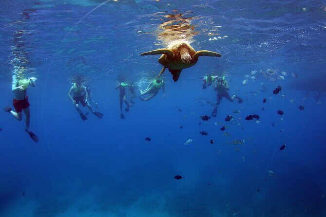 3 Ziplines & Dolphin Watching Snorkel Adventure - FAQs