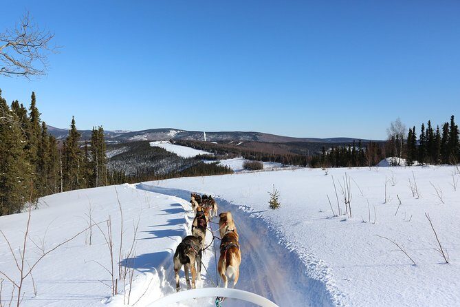 30-minute Dog Sledding Tour in Fairbanks (without transportation) - Who Would Love This Experience?