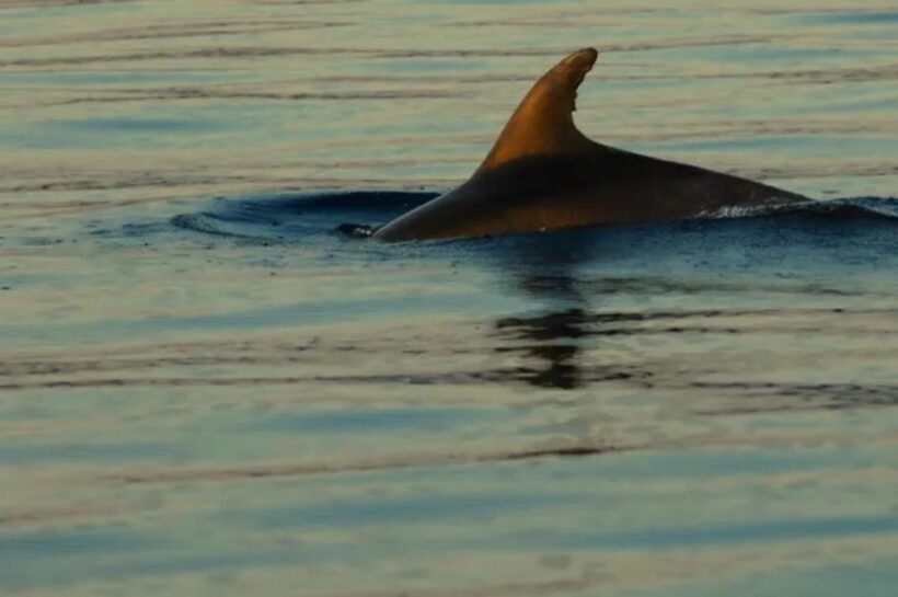 3,5h Wild Bays: Swim & Snorkel with Capt. Bobo (Public) - The Sum Up