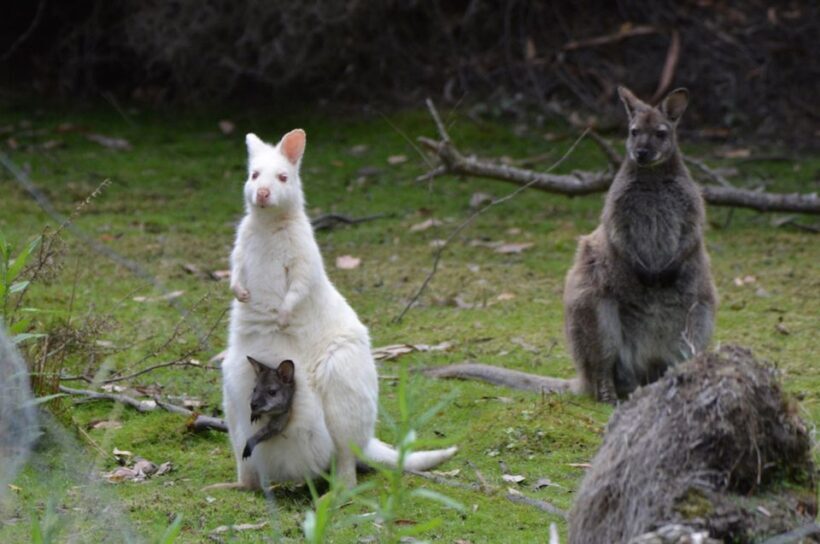 3D Tasmanian Highlights: Hobart, Port Arthur & Bruny Island - Exploring Hobart: First Impressions