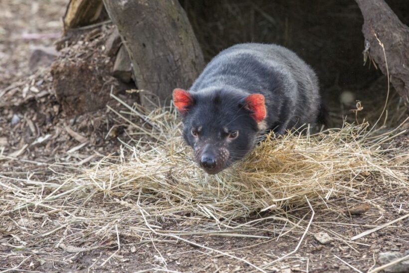 3D Tasmanian Highlights: Hobart, Port Arthur & Bruny Island - FAQ