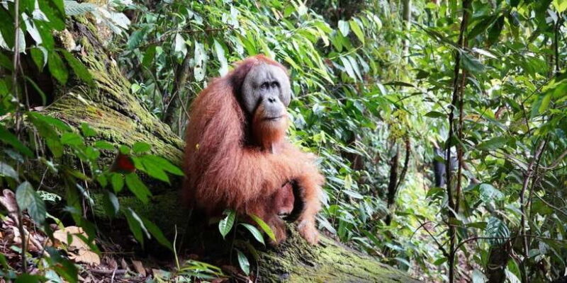 3D2N Orangutan Expedition:from Bukit Lawang - Key Points