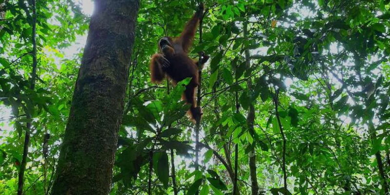 3D2N Orangutan Expedition:from Bukit Lawang - The Sum Up: Who Will Love This Tour?