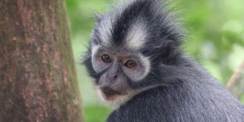 3D2N Orangutan Expedition:from Bukit Lawang - FAQ