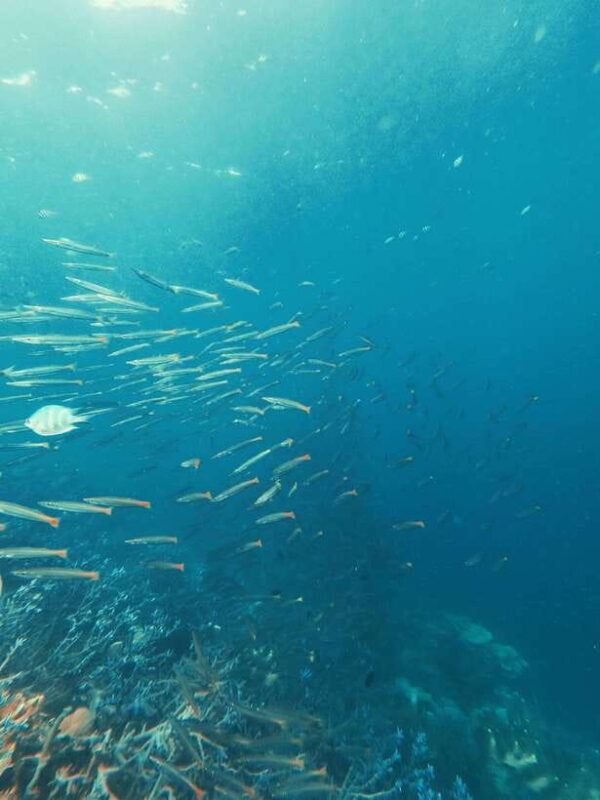 3DAYS AND 2NIGHTS SNORKEL ISLANDS HOPPING EXPEDITION - Key Points