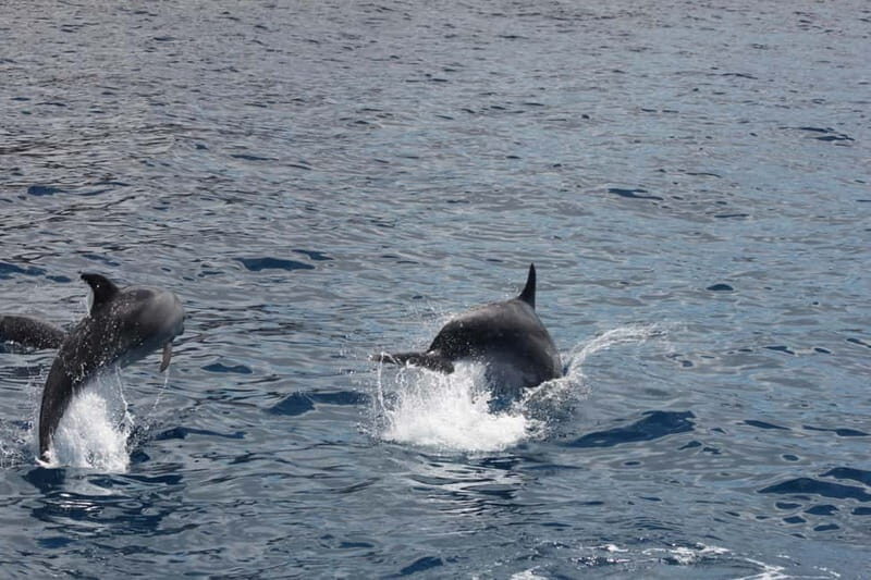 3H Shared Barrier-Free Cruise with Turtles Dolphins & Whales - The Experience of a Barrier-Free Tenerife Cruise
