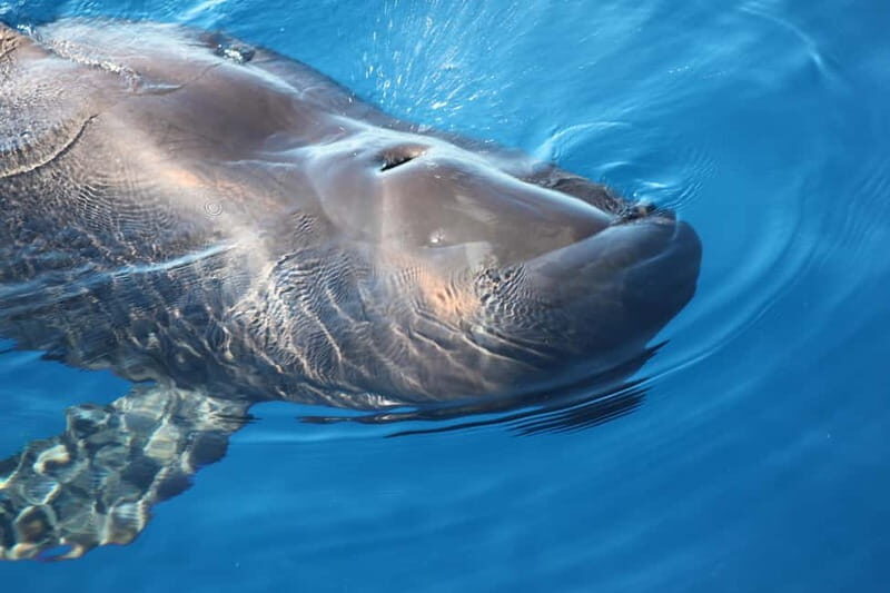 3H Shared Barrier-Free Cruise with Turtles Dolphins & Whales - Whats Included and Whats Not