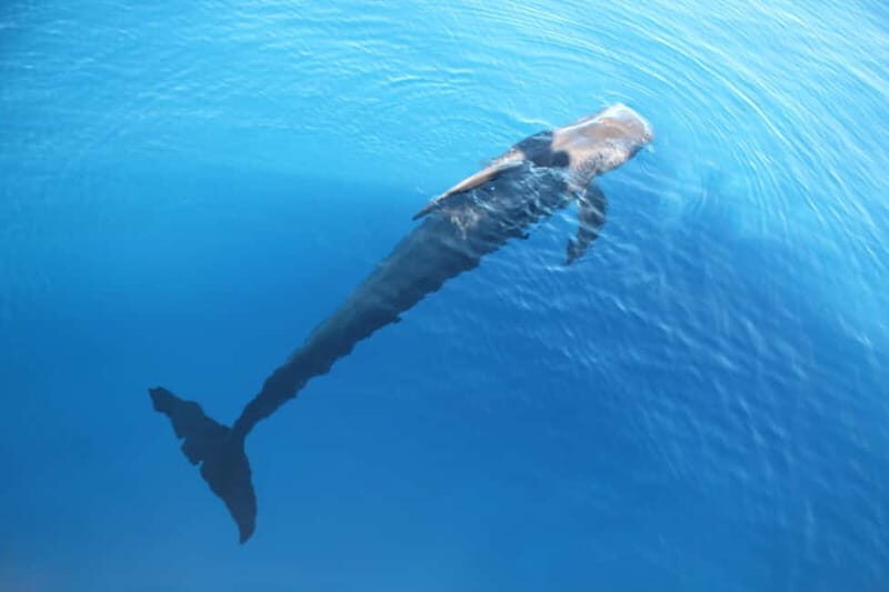 3H Shared Barrier-Free Cruise with Turtles Dolphins & Whales - Final Thoughts: Is this Tour for You?